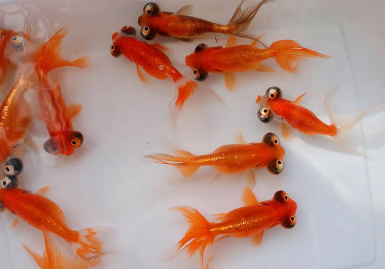 Carassius auratus auratus (Linnaeus, 1758)